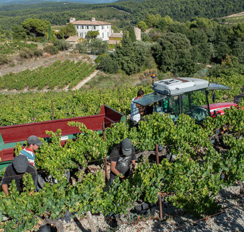From Soil to Cellar – Minimal Intervention Maximum Expression